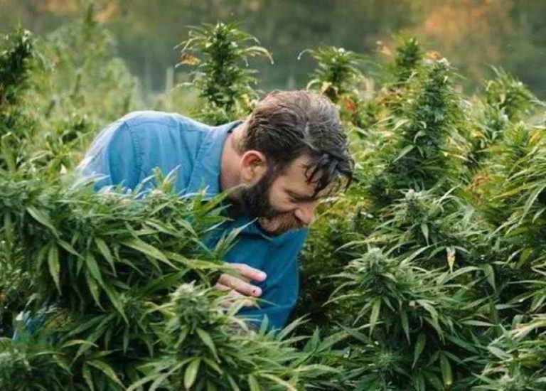 Enzyme du cannabis, c'est quoi et quel est son rôle?